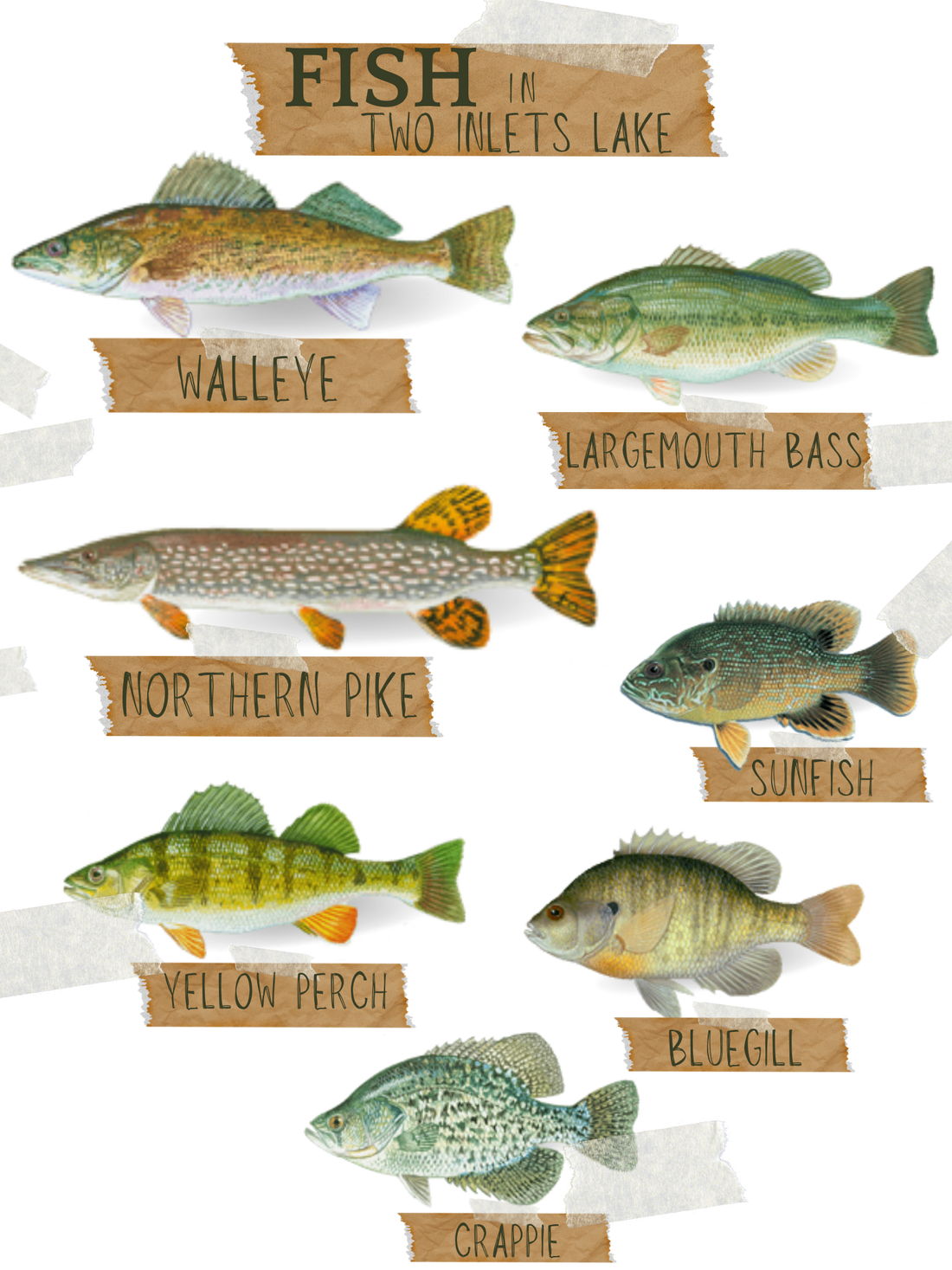 About Two Inlets Lake – Two Inlets Resort